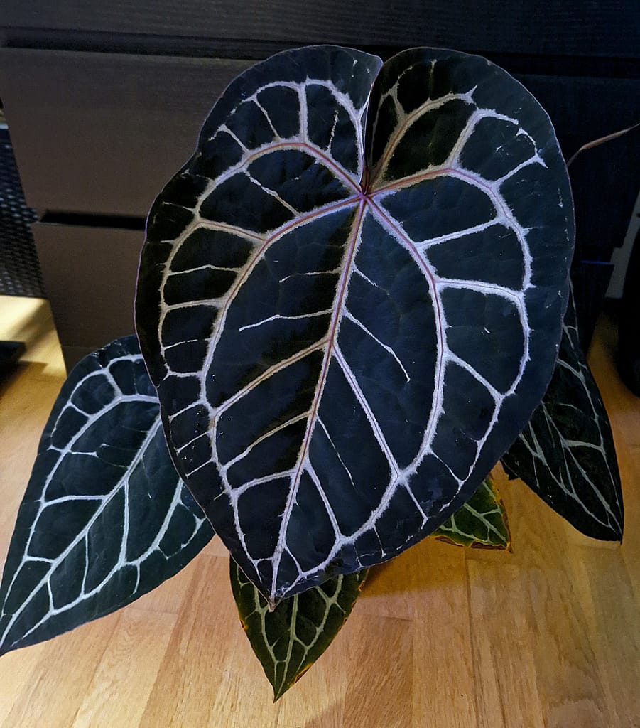 Anthurium Michelle x Dressleri - Seedlings Exoticplant-Lady